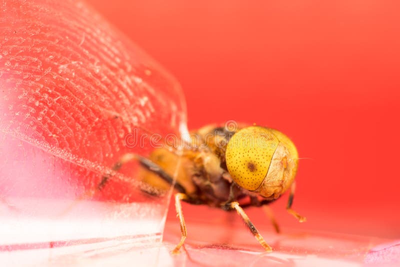 Native Drone Fly stock image. Image of eyed, drone, life - 81069677