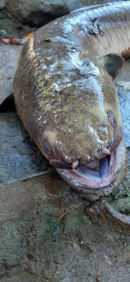 Native Eel living in river stock image. Image of living - 206492547