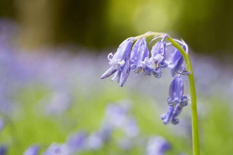 The Native English Bluebell Stock Photo - Image of hyacinthoides, wood ...