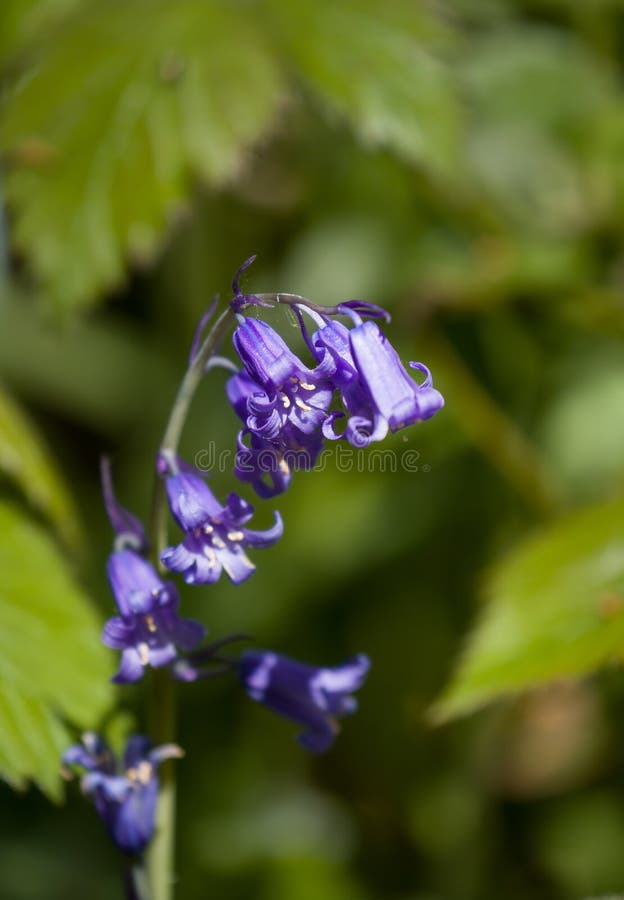 Native English Bluebell stock image. Image of endangered - 91339695
