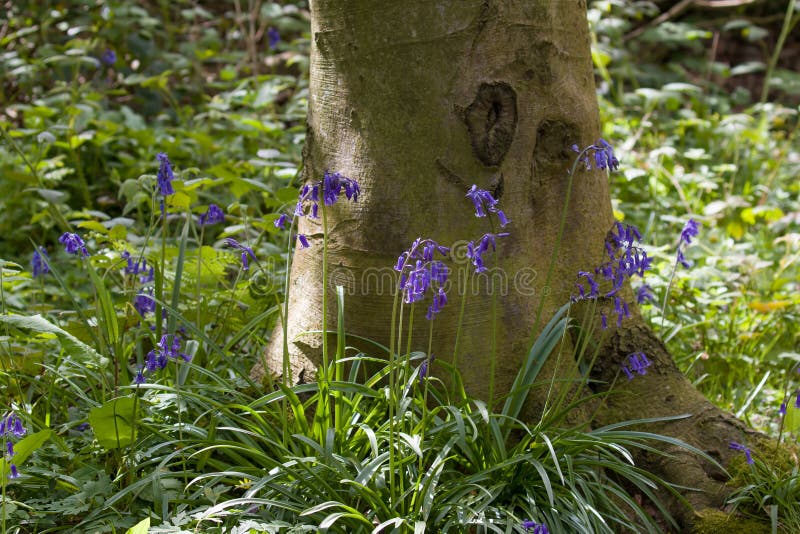 Native English Bluebells and Tree Stock Photo - Image of blue, flower ...