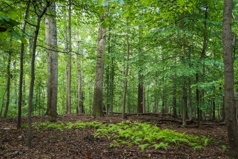 Native soil stock image. Image of traditional, closeup - 115630547