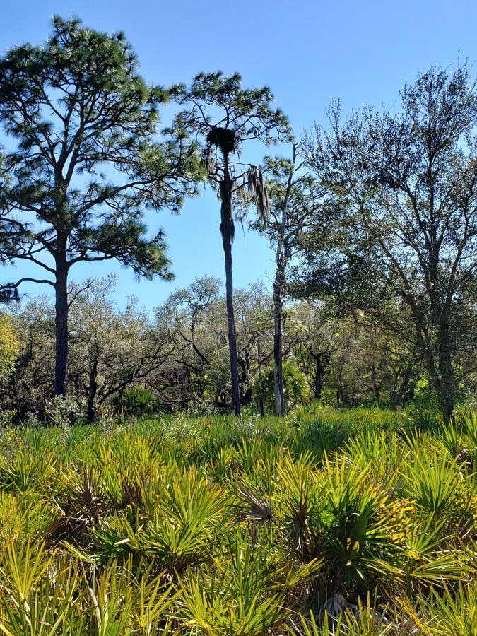 Native Florida Plant with Red Berries Stock Image - Image of plant ...