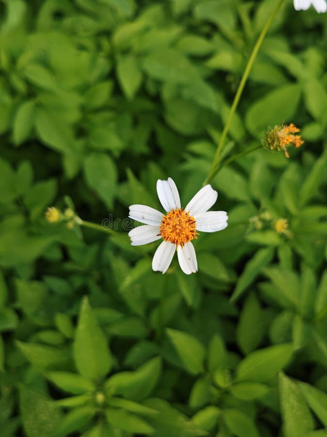Native Flowers in Asian Countries Stock Image - Image of flowers ...