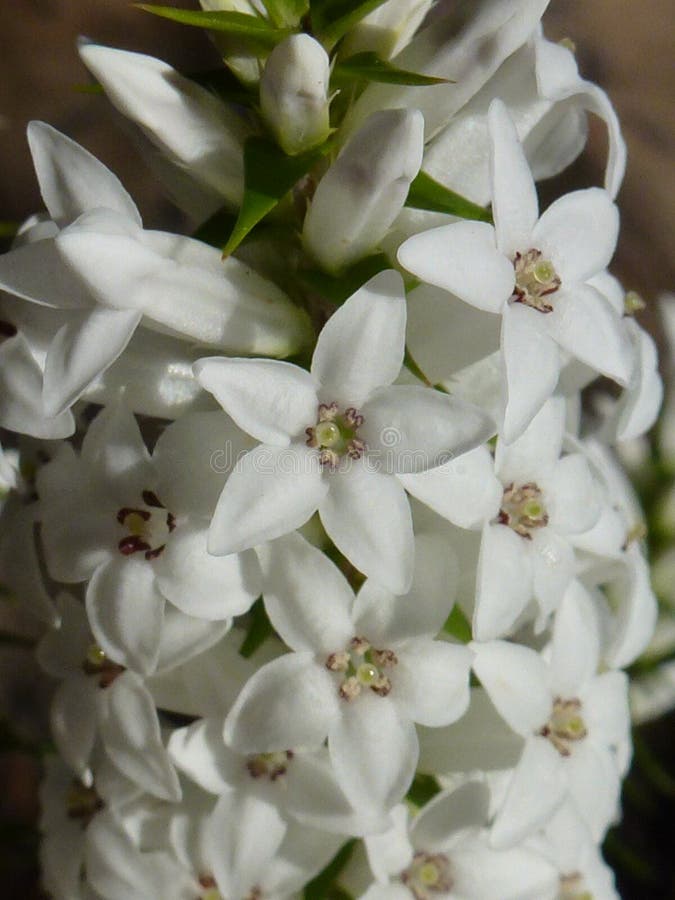 Native Flowers stock photo. Image of australian, bush - 67625724