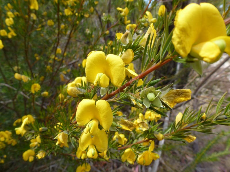 Native Flowers stock image. Image of senna, ononis, flower - 67626255
