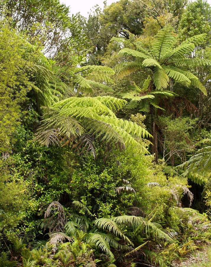 New Zealand native forest stock image. Image of fern - 13030035