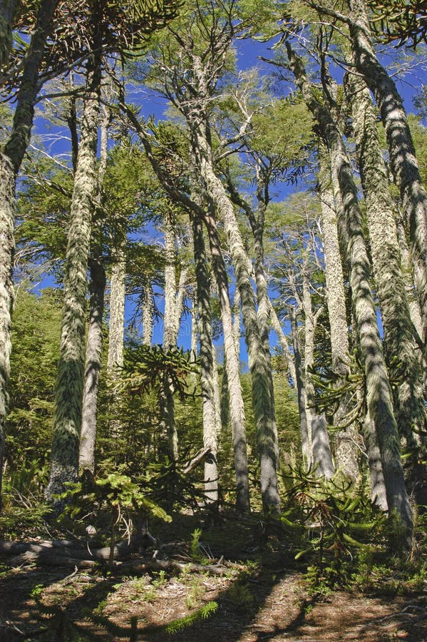 Native forest stock photo. Image of landscape, peaceful - 29504006