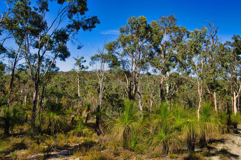 Native Forest with Grass Trees and Eucalyptus in Western Australia ...