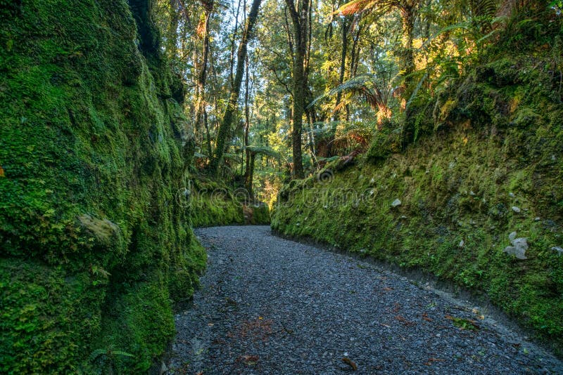 Native Bush Scenery Viewed from the Pedestrian Walkway Around Lake ...
