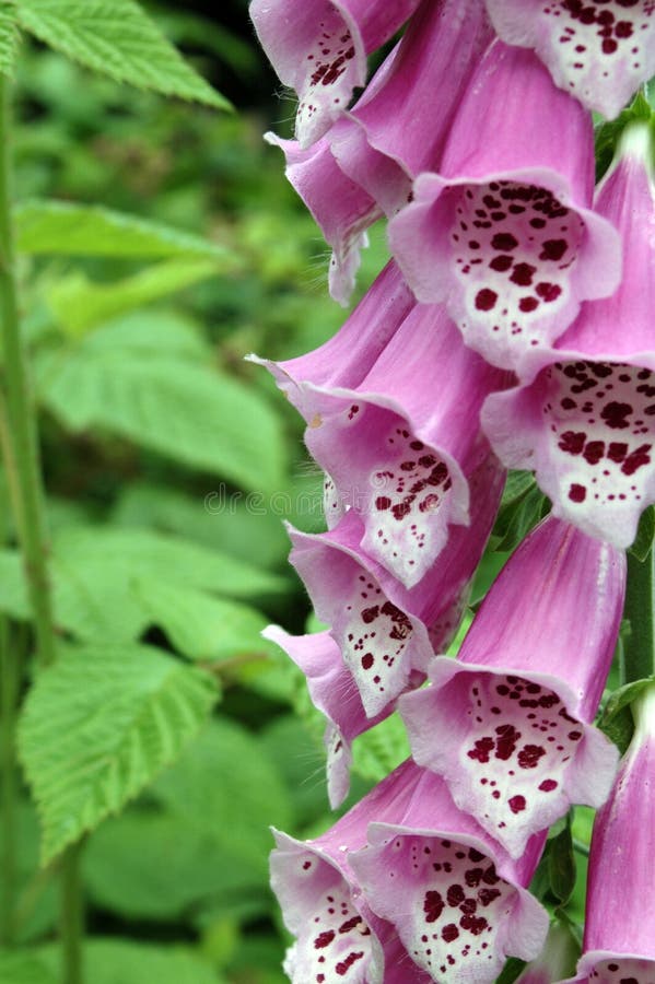 Foxglove flowers on black. stock photo. Image of closeup - 14745788