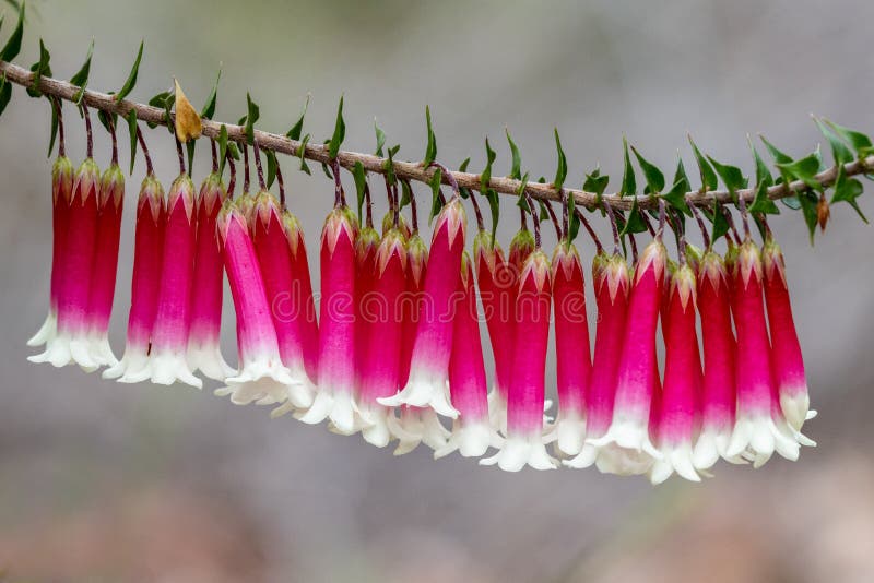 Native Fuchsia stock image. Image of fuchsia, blooming - 258507437