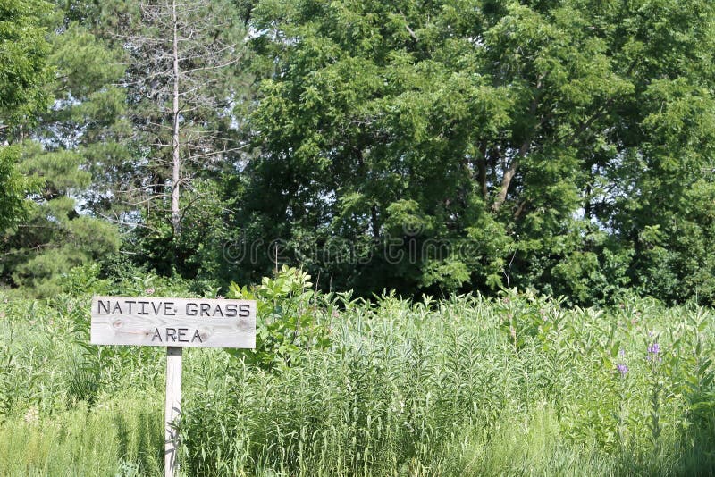 Native Grass Area stock image. Image of grass, grasslands - 32349613