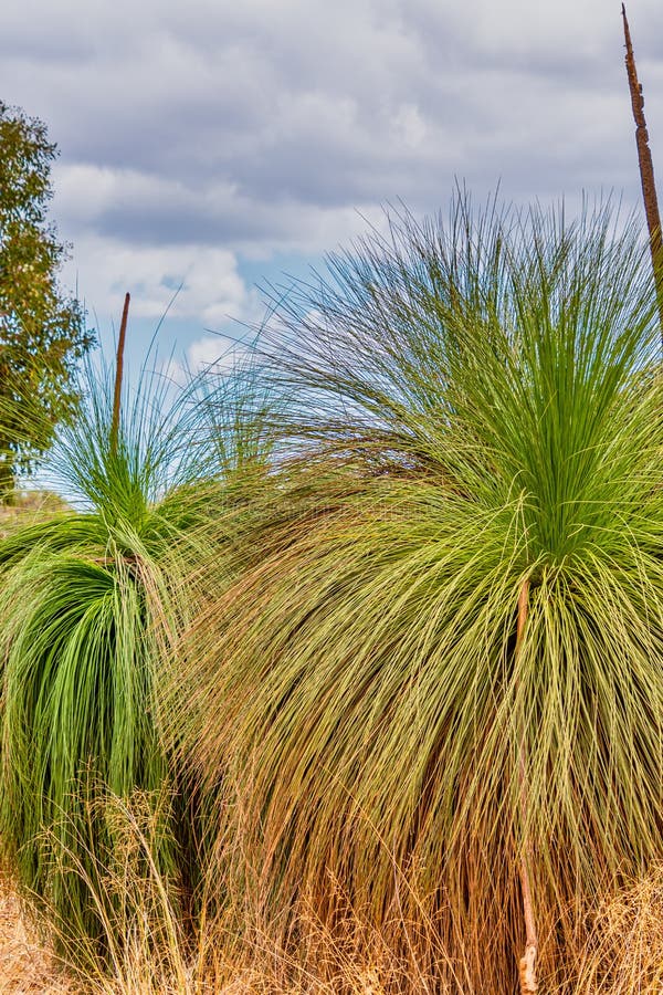 Native Grass Trees in the Bush with Flora and Fauna Outside of Perth ...