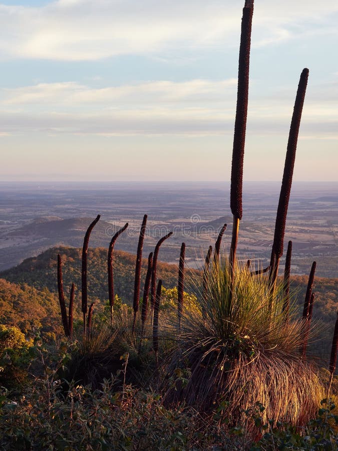 Native Grass Trees in Last Light and Sunset. on a Headland Overlooking ...