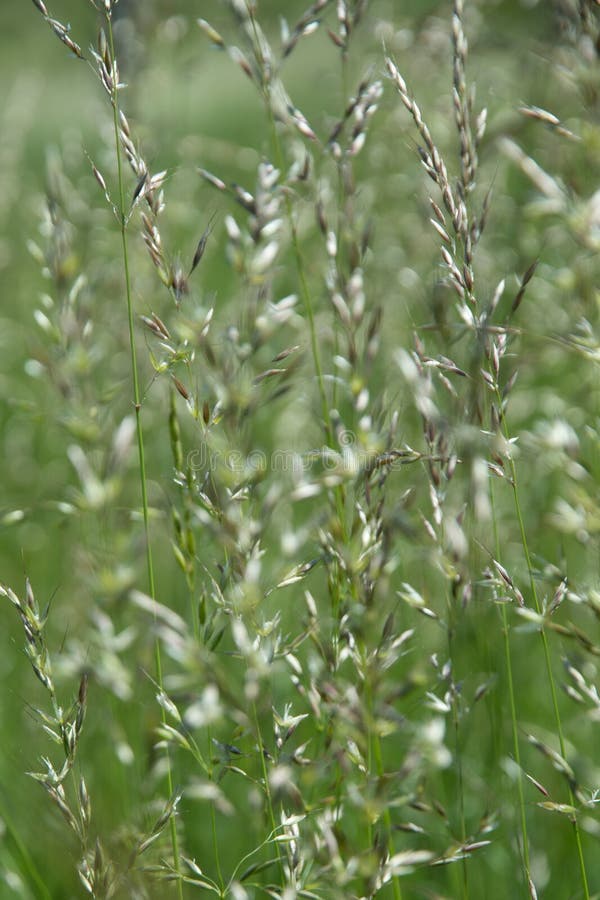 Native Grasses on To the Meadow Stock Image - Image of grass, green ...