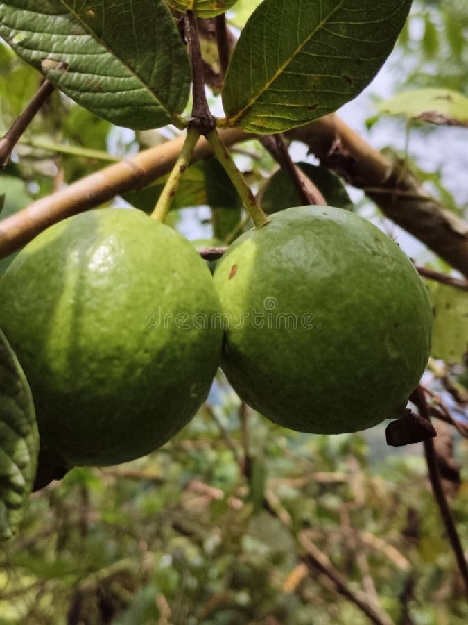 Native Guava fruit stock image. Image of philippines - 339431893