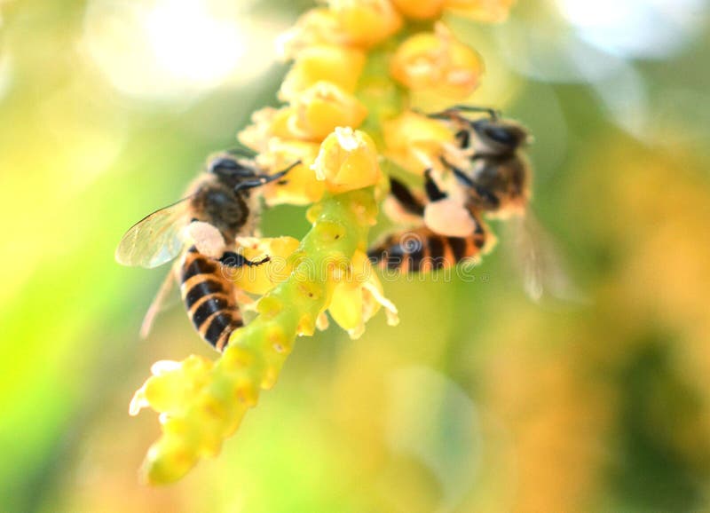 Native Honey Bee. Single, Fluffy. Stock Image - Image of paper, honey ...