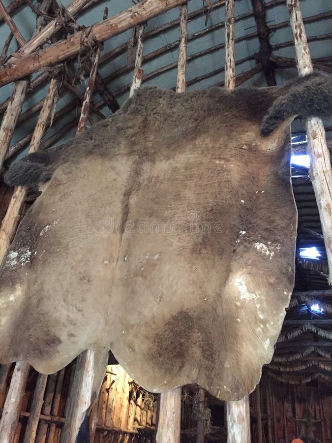 Buffalo skin dry stock photo. Image of lifestyle, animal - 96784414