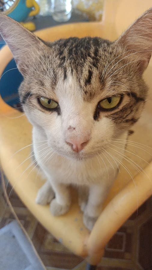 A Native Indonesian Cat Named Chiko Stock Image - Image of wildcat ...