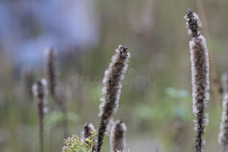 Star Plant in a Green Field Stock Image - Image of outside, star: 87875243