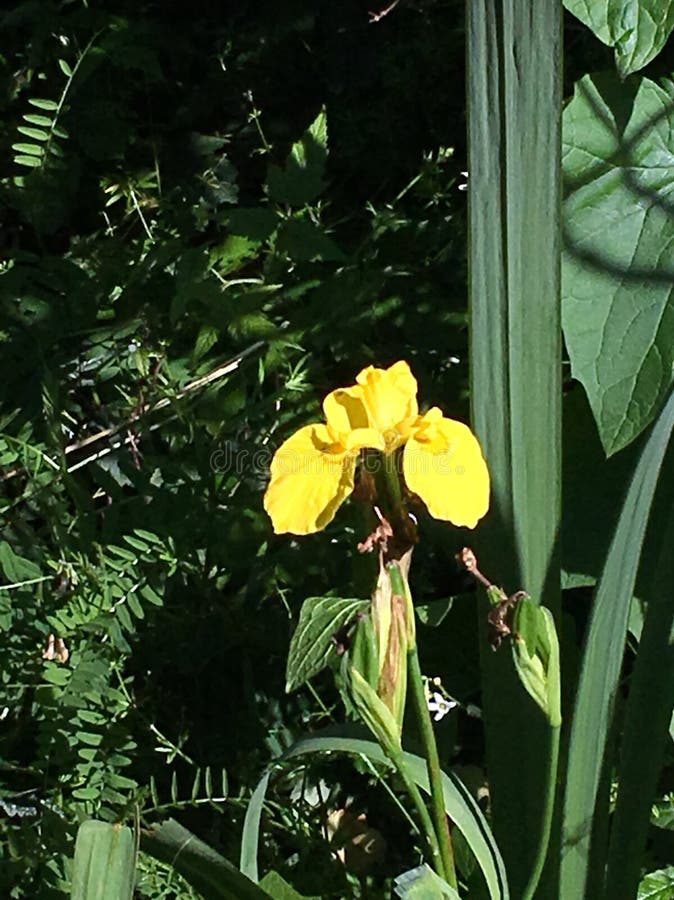 Native Iris stock photo. Image of water, iris, waikiki - 105053146