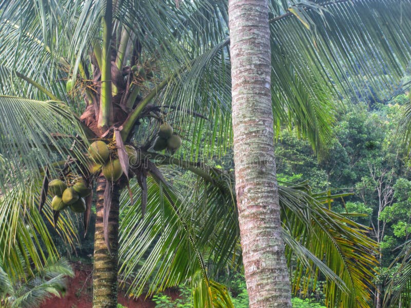 Native Land of Rise Up Coconut Tree Stock Photo - Image of coconut ...