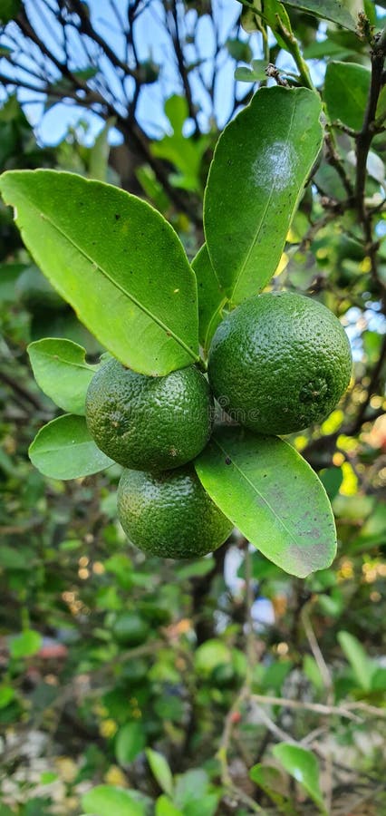Native Lemonsito Fruit As Source of Vitamin C Stock Image - Image of ...