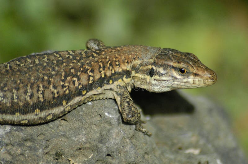Native Lizard from the Canary Islands Basking in the Sun on a Volcanic ...