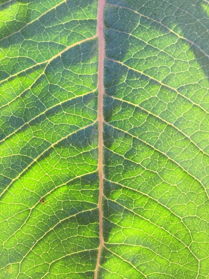 Native Milkweed Leaf stock photo. Image of veins, green - 84822390