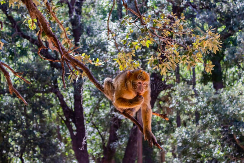 Native Monkey in the Cedar Forest, Azrou, Morocco. Stock Image - Image ...