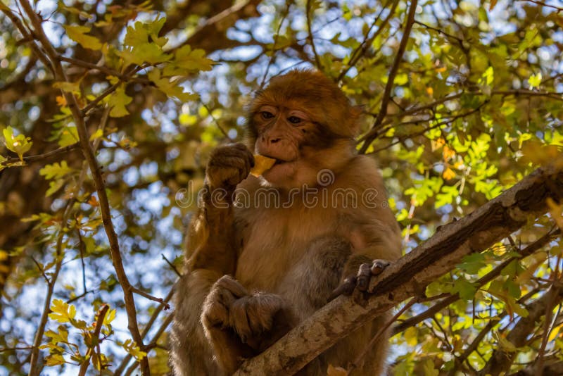 Native Monkeys in the Cedar Forest, Azrou, Morocco. Stock Photo - Image ...