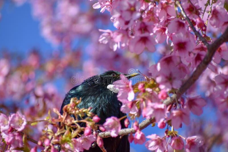 Native Nectar Feeding Bird in a Blossoming Tree Stock Image - Image of ...