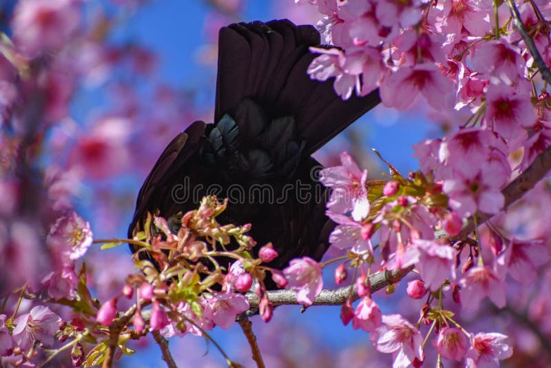 Native Nectar Feeding Bird in a Blossoming Tree Stock Photo - Image of ...
