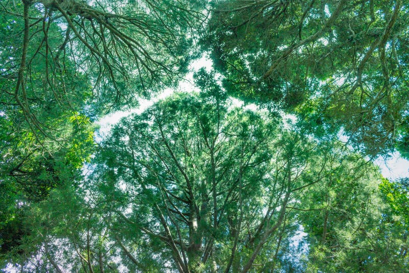 Native New Zealand Bush Canopy Stock Photo - Image of texture ...