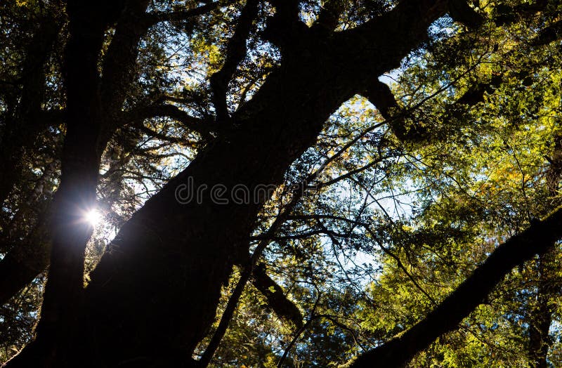 Native New Zealand Tree Canopy Mossy Nature Stock Image - Image of ...