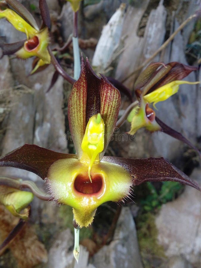 Native Orchid Flower Originating from the Yellow and Green Amazon ...