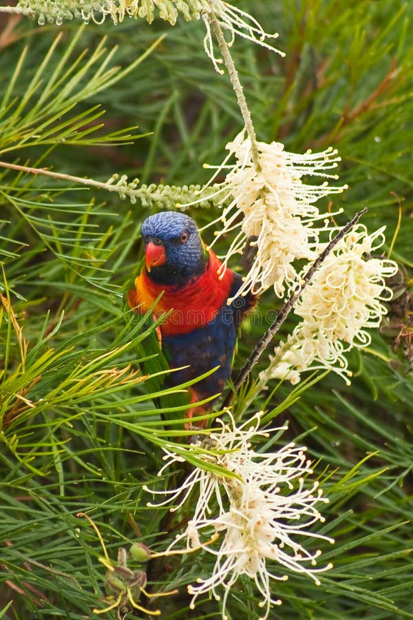 Native Parrot stock photo. Image of native, australian - 13110290