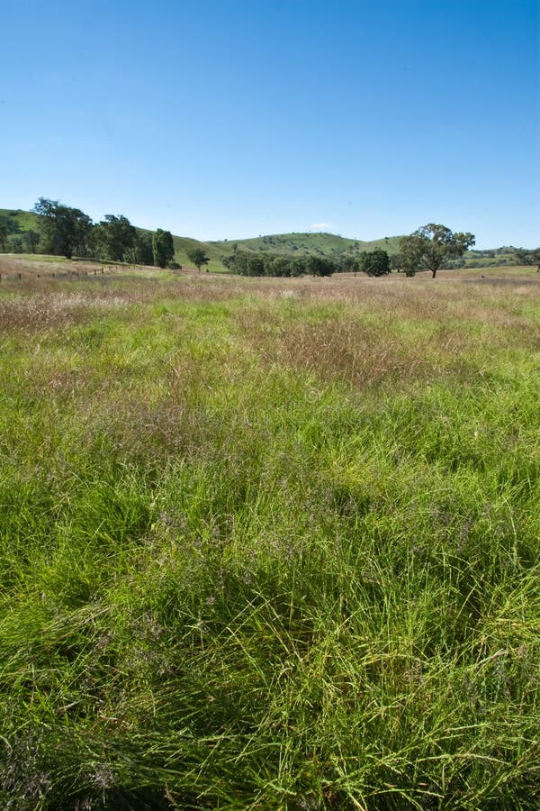 Native Pasture stock image. Image of farm, lush, ecalypt - 14428071