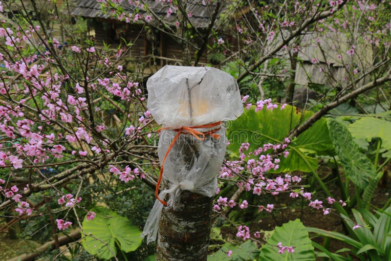 A Forest Peach Blossom Stem is Grafted with Native Peach Branches in ...