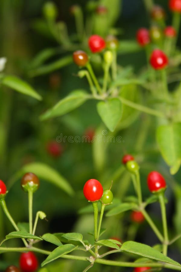 Native Pepper of Texas Chiltepin Pepper Capsicum Annuum Var ...
