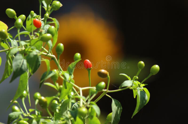 Native Pepper of Texas Chiltepin Pepper Capsicum Annuum Var ...