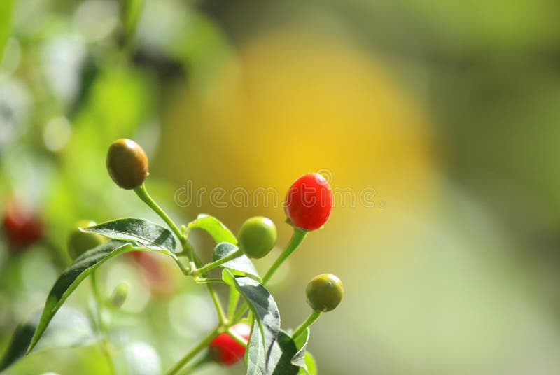Native Pepper of Texas Chiltepin Pepper Capsicum Annuum Var ...