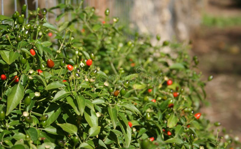 Native Pepper of Texas Chiltepin Pepper Capsicum Annuum Var ...