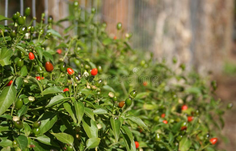 Native Pepper of Texas Chiltepin Pepper Capsicum Annuum Var ...