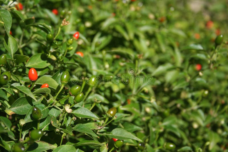 Native Pepper of Texas Chiltepin Pepper Capsicum Annuum Var ...