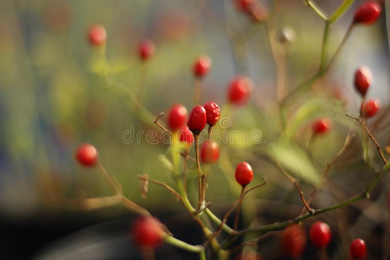 Native Pepper of Texas Chiltepin Pepper Capsicum Annuum Var ...