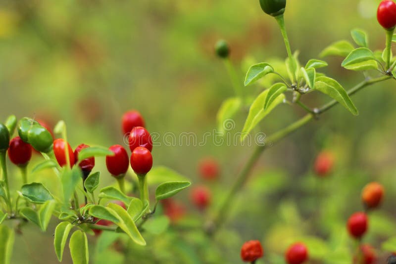 Native Pepper of Texas Chiltepin Pepper Capsicum Annuum Var ...