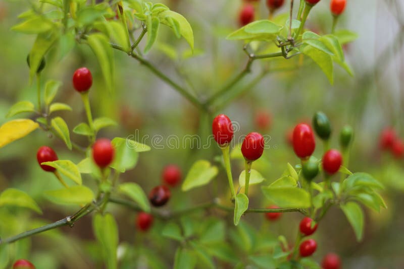 Native Pepper of Texas Chiltepin Pepper Capsicum Annuum Var ...