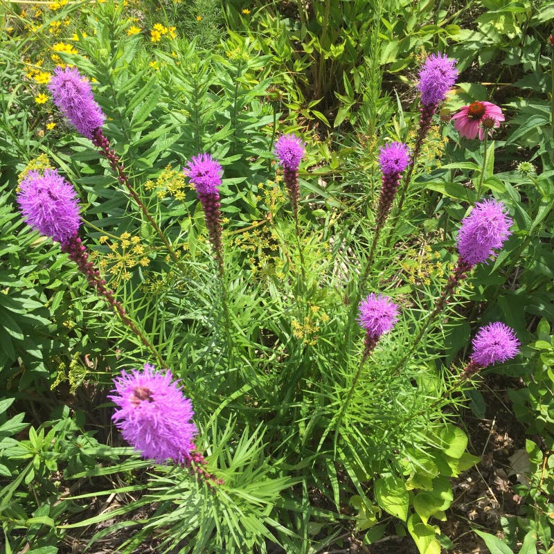 Native Perennials Liatris stock photo. Image of flowers - 86538004